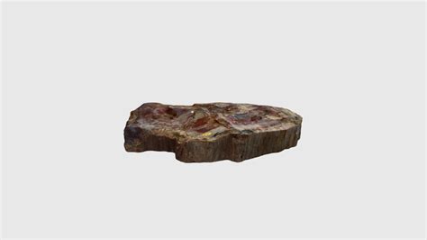 Fossilization Example Petrified Wood Download Free D Model By Shimer DGEO Fcb Ca Sketchfab
