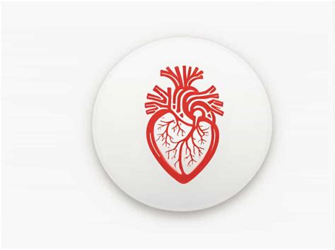 What Is The Function Of The Circulatory System