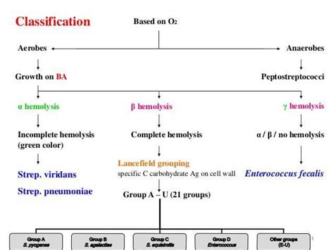 Classification Of Streptococci Streptococci Are Classified Into The Alpha Beta Or Gamma