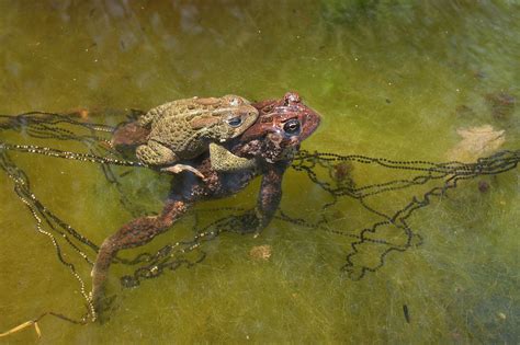 Download Free Photo Of American Toad Copulation Mating Toads Eggs From Needpix Com
