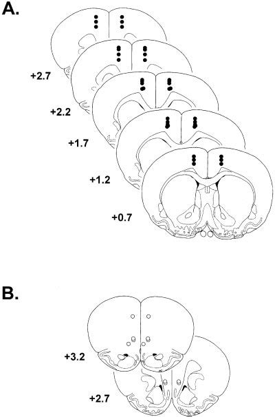 Illustration Of Histological Verification Of The Injection Sites For