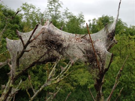 Cobweb Tree Tree Health Care Arbtalk The Social Network For Arborists