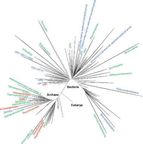 Phylogenetic Tree Of The Three Known Domains Of Life On Earth Archaea Download Scientific