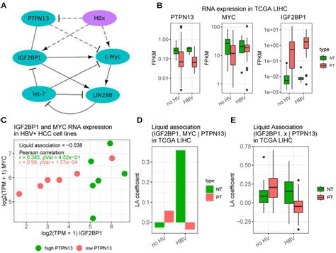 Igf2bp1—an Oncofetal Rna Binding Protein Fuels Tumor Virus Propagation