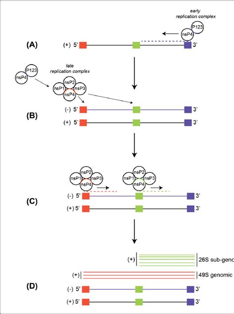 Schematic Representation Of The Alphavirus Replication Process Download Scientific Diagram