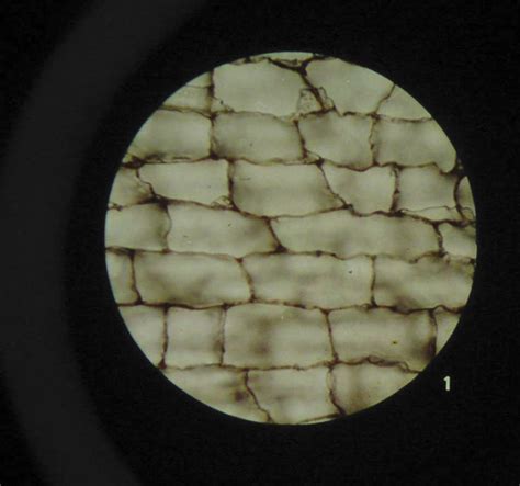 Microslide The Cell Structure Pk Edulab