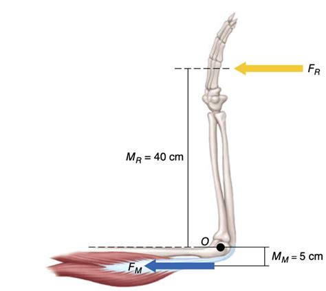 Examples Of First Class Levers In The Human Body