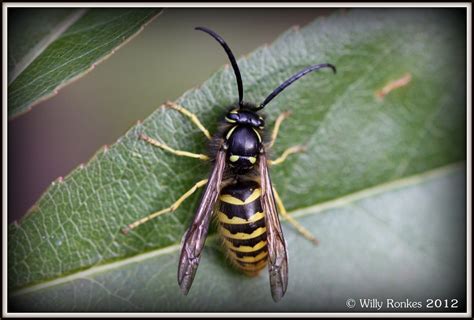 Insectenwereld Gewone Wesp