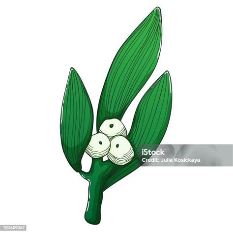 겨우살이 나뭇 가지 손 그리기 리노 컷 벡터 다채로운 크리스마스 일러스트 일렉스 브랜치 X마스 아트 만화 스타일의 홀리 베리 겨우살이과에 대한 스톡 벡터 아트 및 기타