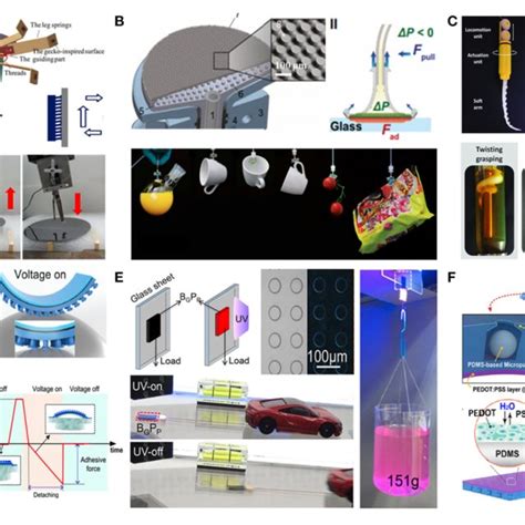 Bioinspired Wet Adhesive Structures A Octopus Inspired Suction Cup Download Scientific