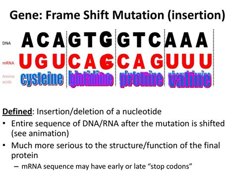 Frameshift Mutation Animation