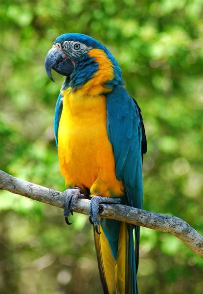 Blue Throated Macaw Facts Pet Care Temperament Pictures