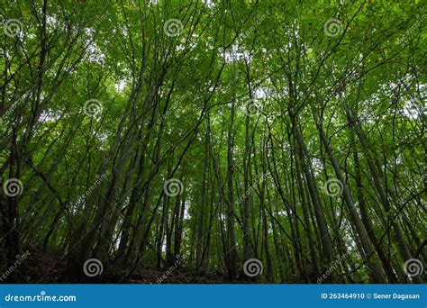 Carbon Net Zero Or Carbon Neutrality Concept Photo Forest View Stock Photo Image Of Foliage
