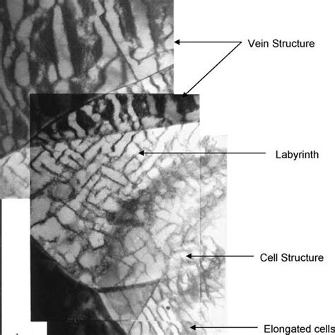 Dislocation Cell Structure Showing Curved Screw Dislocations As