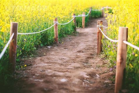 노란색 유채꽃이 피어있는 꽃밭의 산책로 풍경 유토이미지 상세페이지 베이직샵 사진 20553667