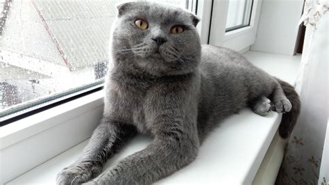 Стриженные шотландские кошки 73 фото