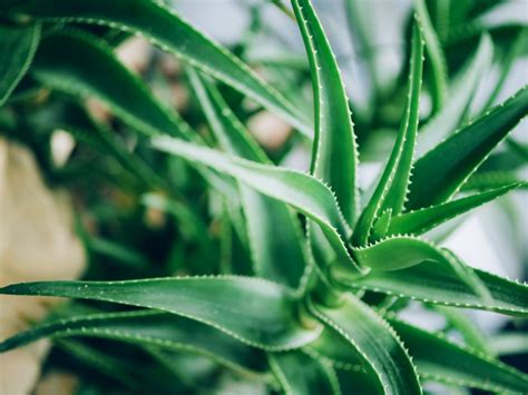 Aloe Plant