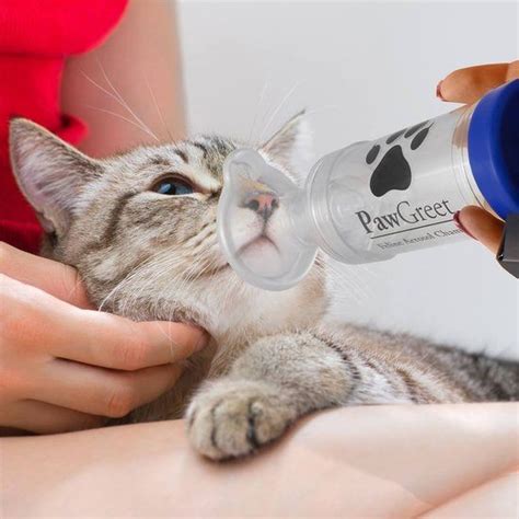 Asthma Inhaler Cats At Lorenzo Marrs Blog