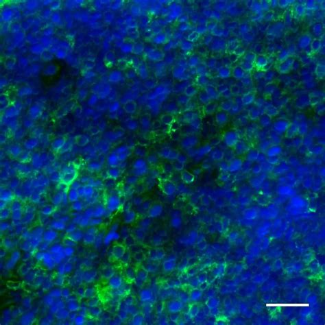 Cd11c Antibody Anti Human Realease® Miltenyi Biotec India