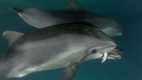 დელფინების კვალდაკვალ