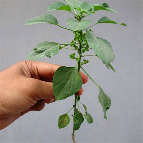 Indian Acalypha Acalypha Indica Plant Care And How To Grow Water