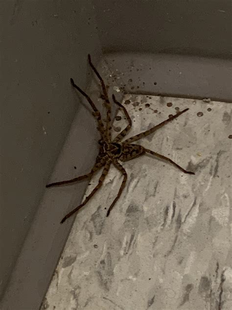 What Is This Spider Oahu Hawaii R Spiders