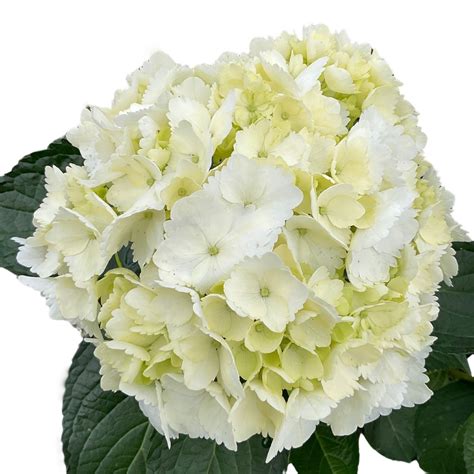 Hydrangea Select White 40 Stems Per Box Hydrangea Select White By Paradise Flowers