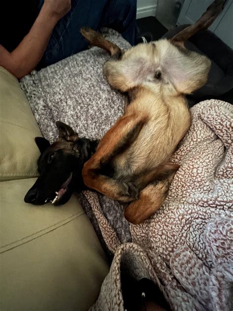 Legs Spread Showing Off As Per Usual Rbelgianmalinois