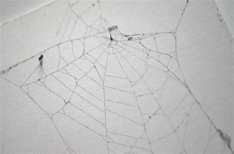 Spider Web Collecting Science Fair Project Eekologist Surviving A Teachers Salary