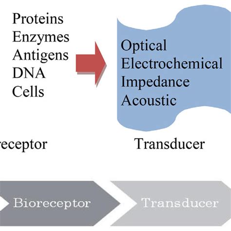 Principles Of Biosensor Usage Download Scientific Diagram