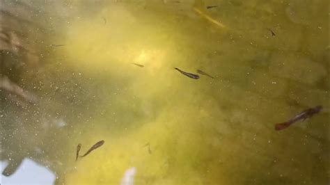 গ্রামীণ দৃশ্য Village Youtube