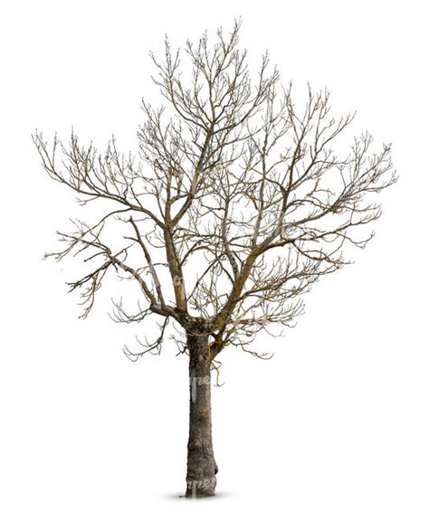 Cut Out Leafless Classical Tree Vishopper