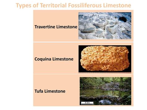 Fossiliferous Limestone