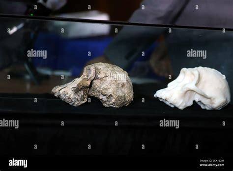 Australopithecus Anamensis Banque Dimage Et Photos Alamy