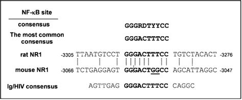 Comparison Of Nf B Consensus With The Putative Nf B Sites Of The Rat