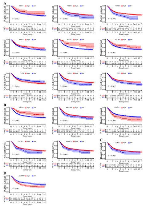 A Novel Rna Modification Prognostic Signature For Predicting The Characteristics Of The Tumor