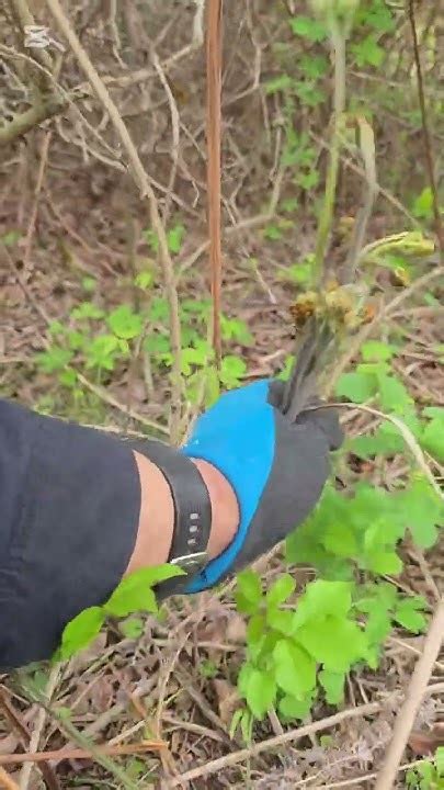 꺾자 고사리 Youtube