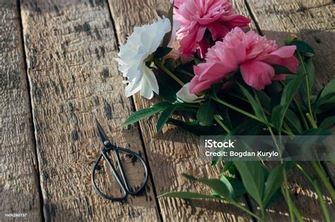 소박한 노화 된 나무에 아름다운 모란 꽃다발과 가위 세련된 꽃 인사말 카드 나무 테이블에 신선한 분홍색과 흰색 모란 꽃 변덕스러운 이미지 시골에서 꽃 모으기 0명에 대한