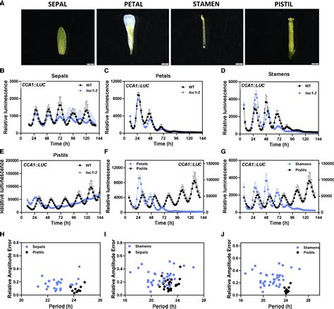 Circadian Autonomy And Rhythmic Precision Of The Arabidopsis Female Reproductive Organ