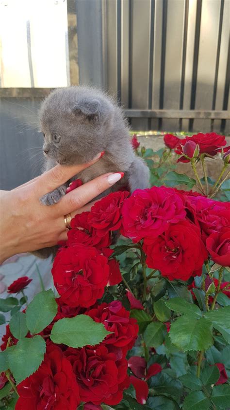 Продам шикарных шотландских котят