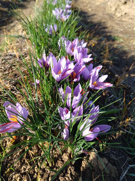 Бордюрни рози цена Декоративни растения рози и цветя Facebook