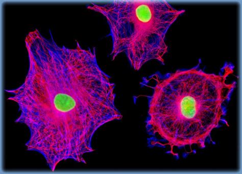 Rat Jejunum Myenteric Plexus Enteroglial Cells Egc Pk060399egfr Line