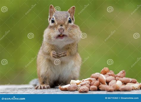 Chipmunk Eating Peanuts Heap Of Nuts Stock Image Image Of Chipmunks
