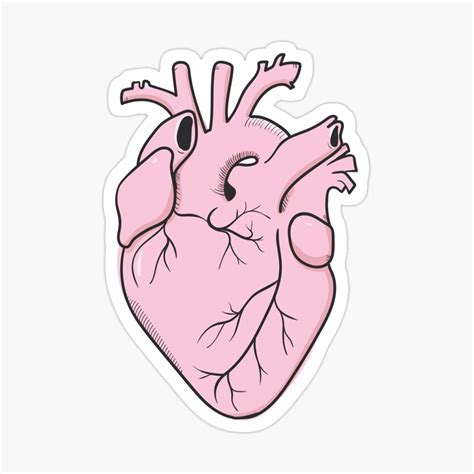 aesthetic anatomical heart sticker for sale by reoryta medical