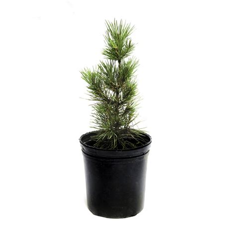 Black Pine • Koolau Farmers