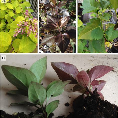 Spring Leaf Color Phenotypes In Lilac Breeding Population A
