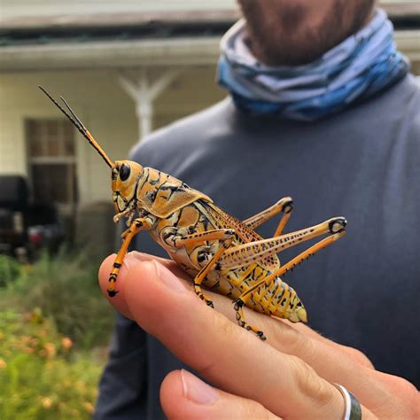 Eastern Lubber Grasshopper 41 Off Gt