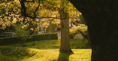 경치 고요한 공공 공원 공원 그늘 그림자 나무 나뭇잎 낮 녹색 녹지 들판 따뜻한 빛 목가적인 무성한 바탕화면 반쯤 밝은 봄 부드러운 빛