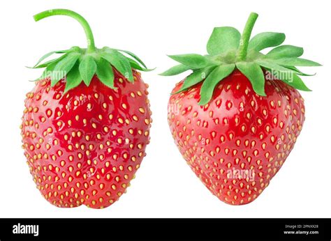 Isolated Strawberry Two Different Type Of Whole Strawberry Fruits Isolated On White Background