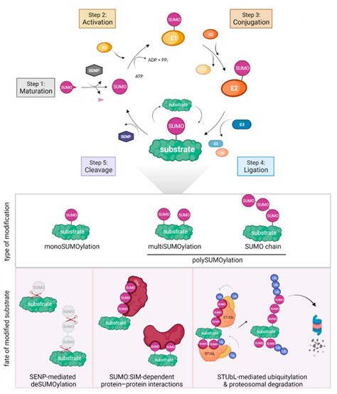 Sumo Metabolism And Functions Top Panel Cycle Of Sumoylation Bottom